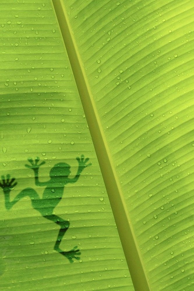 Costa Rica Wildlife Photography Tours | Costa Rica Photos